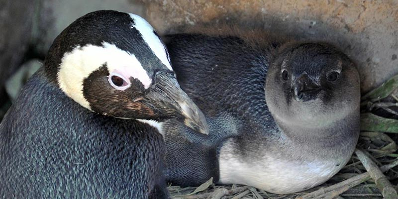 Una cammellina, tre suricati e due pinguini, primavera di nascite al ...